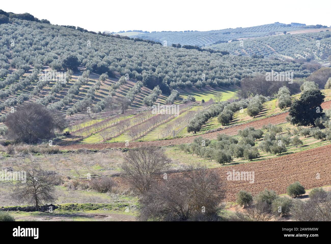 Olive cultivation hi-res stock photography and images - Alamy