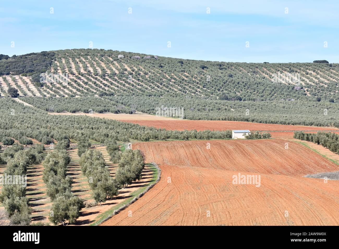 Andalusian rural landscape with hills and olive fields Stock Photo - Alamy