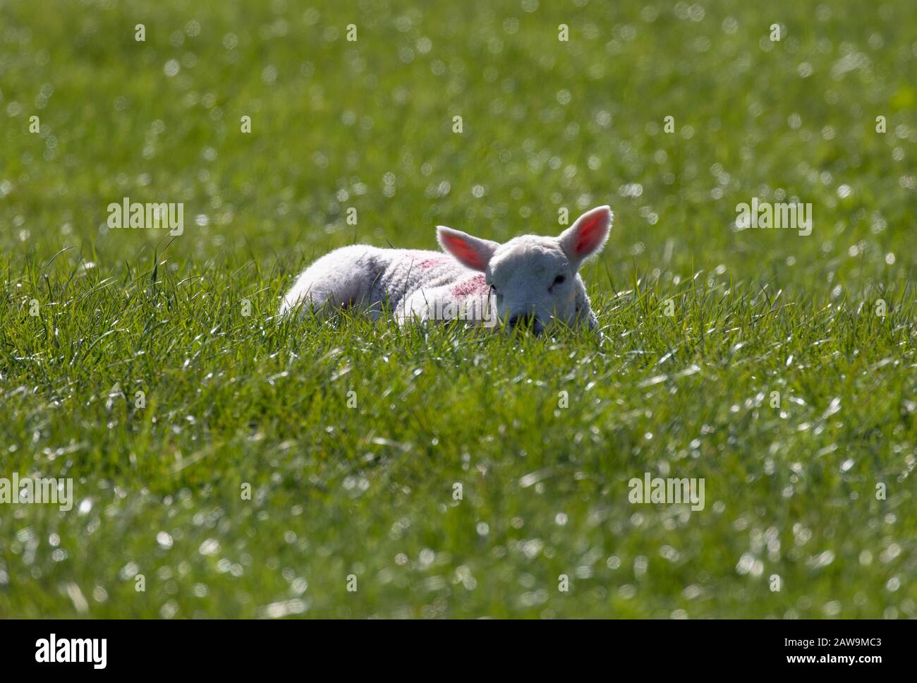 A sleepy lamb relaxing in the lush green grass of a field Stock Photo ...