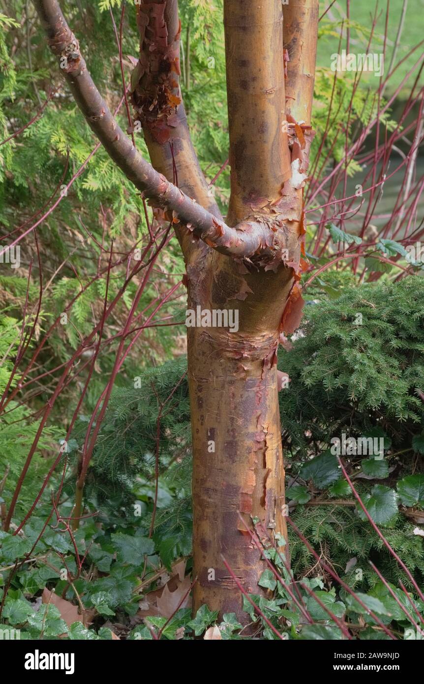 Paper Bark Maple Tree on Ray Mill Island, Maidenhead Stock Photo - Alamy