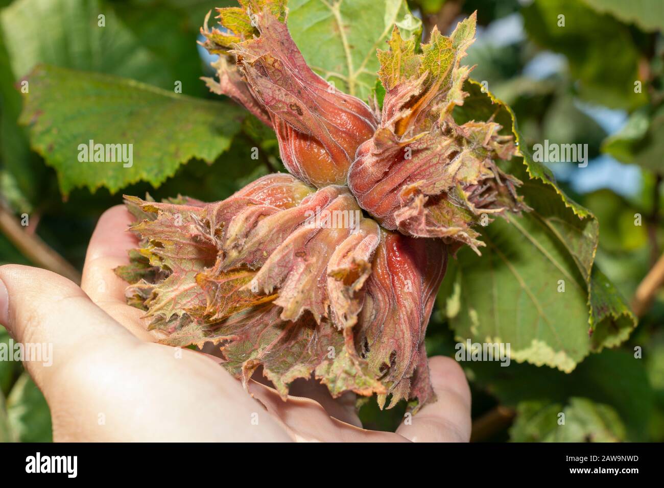 Hazelnut garden. Hazelnuts in a green shell on the branches in hand ...