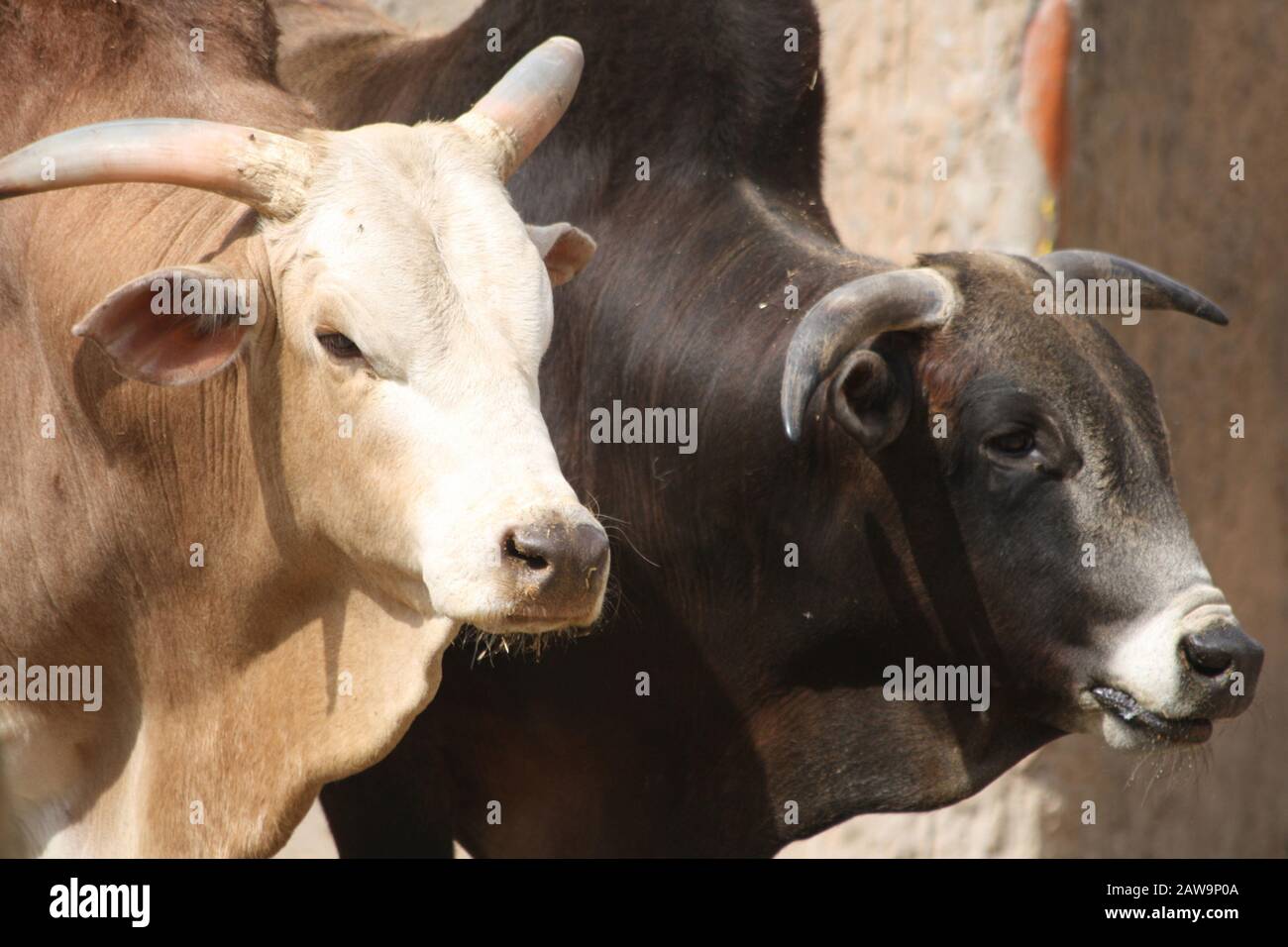 Zebu rind hi-res stock photography and images - Alamy