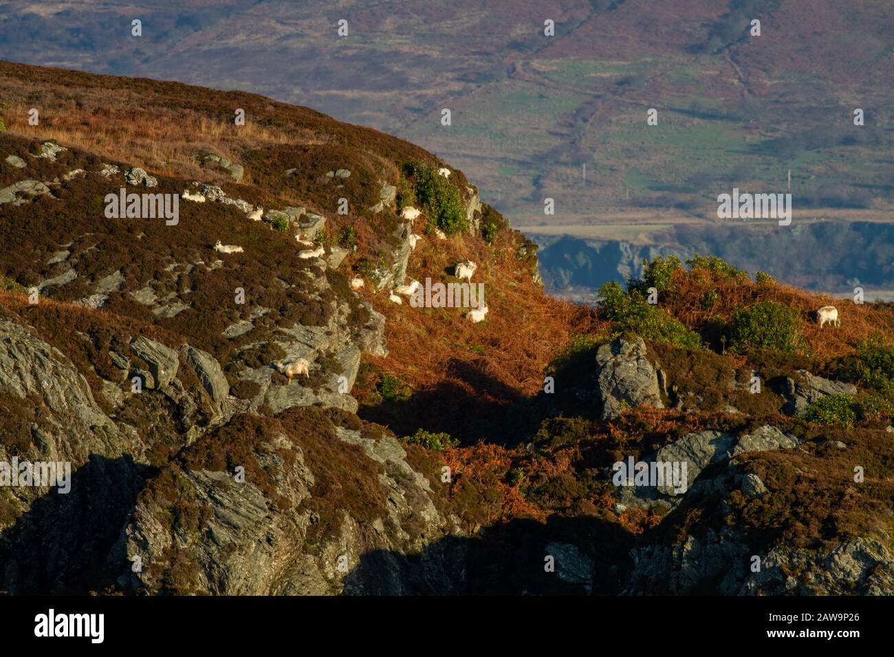 Herd of wild goats at Carradale Bay, Kintyre, Argyll, Scotland Stock ...