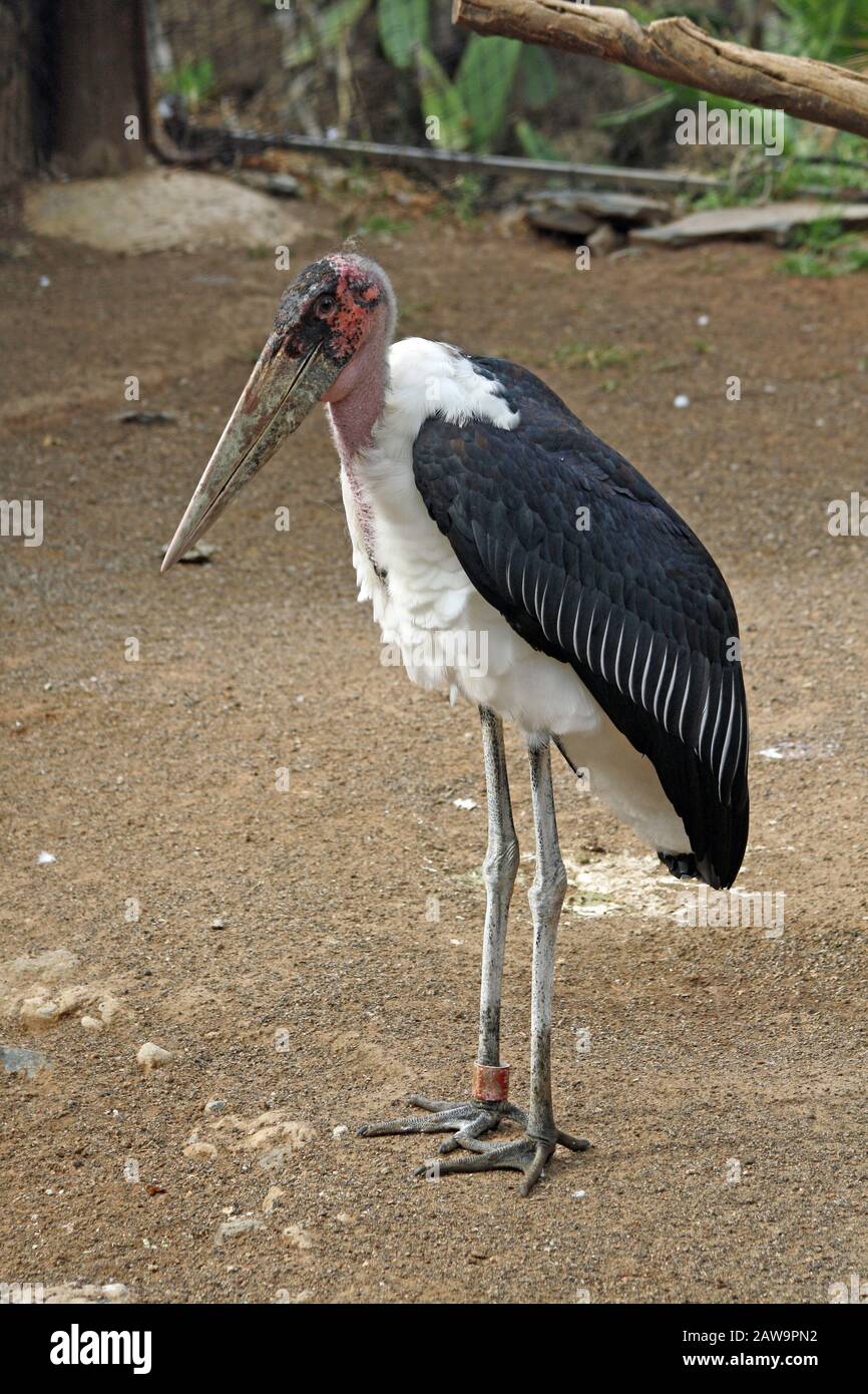 Marabu storch hi-res stock photography and images - Alamy