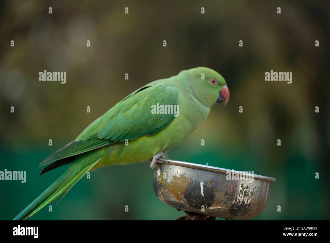 Green parrot, Green Macaw Parrot eating nuts in zoo Stock Photo - Alamy