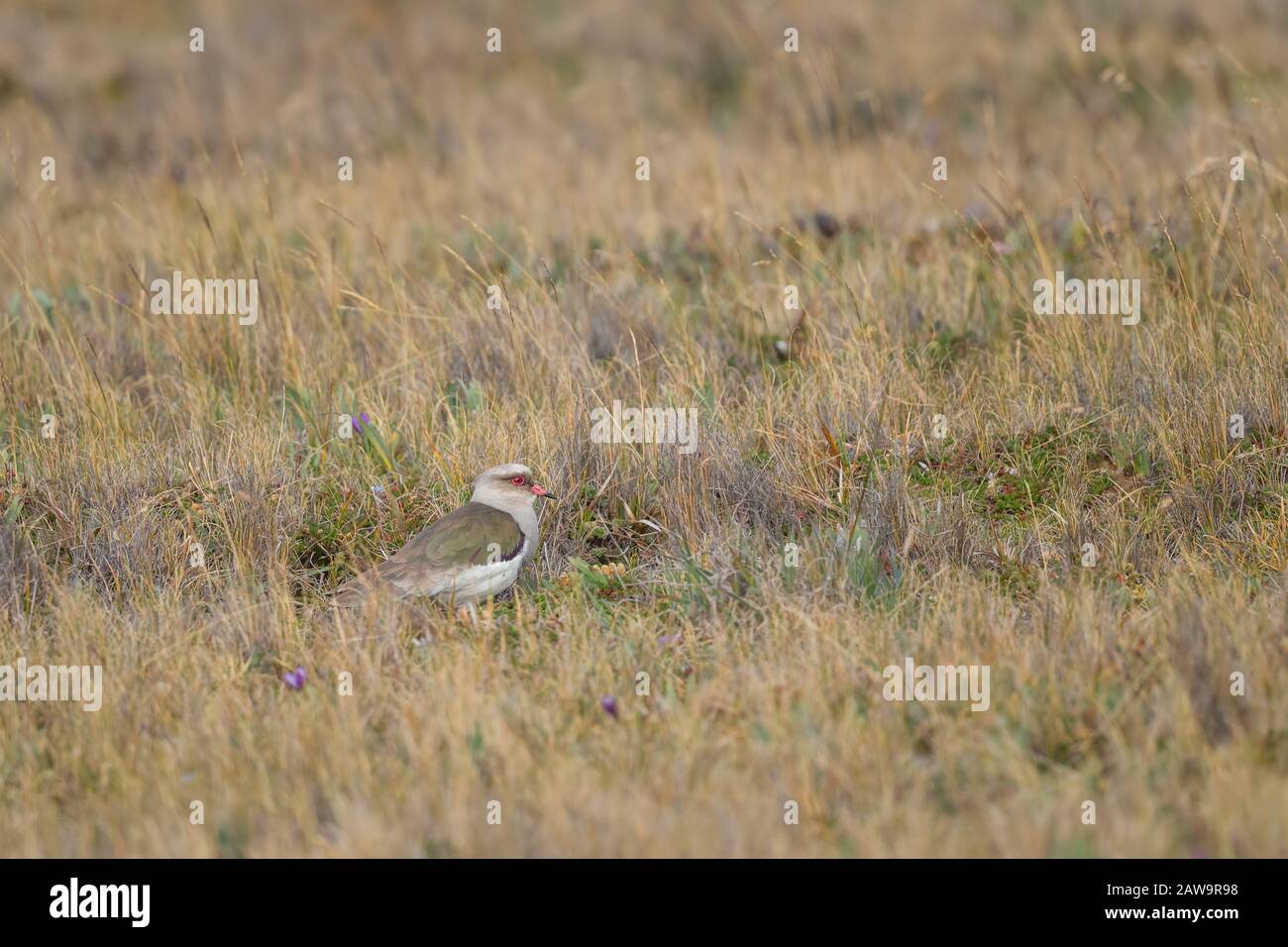 Andean Lapwing - Vanellus resplendens, beautiful rare lapwing from ...