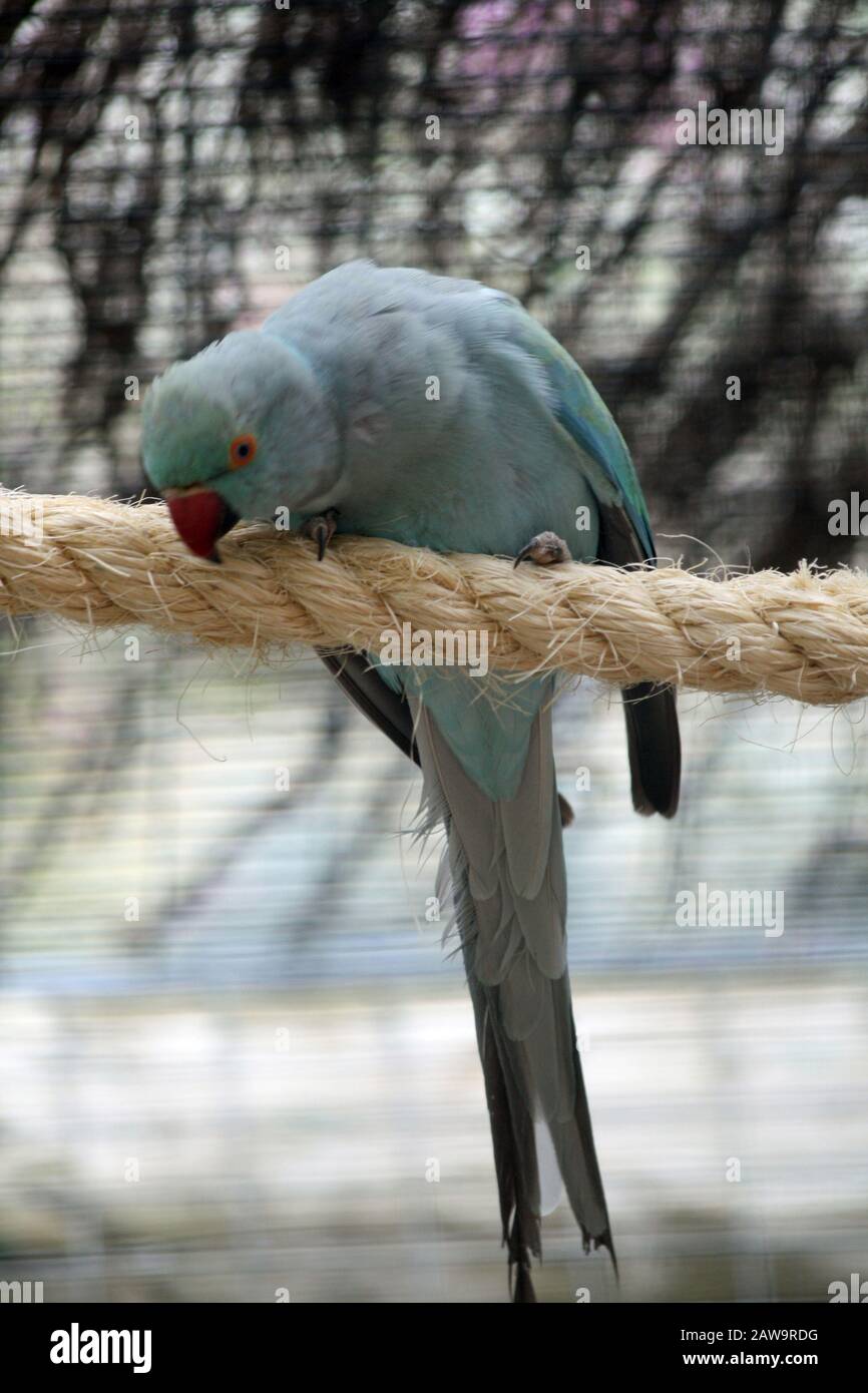 Halsbandsittich hi-res stock photography and images - Alamy