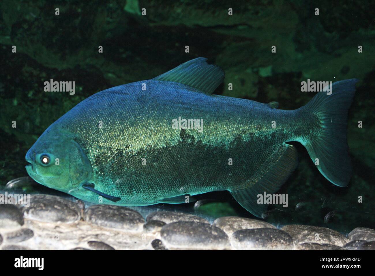 Black finned pacu hi-res stock photography and images - Alamy