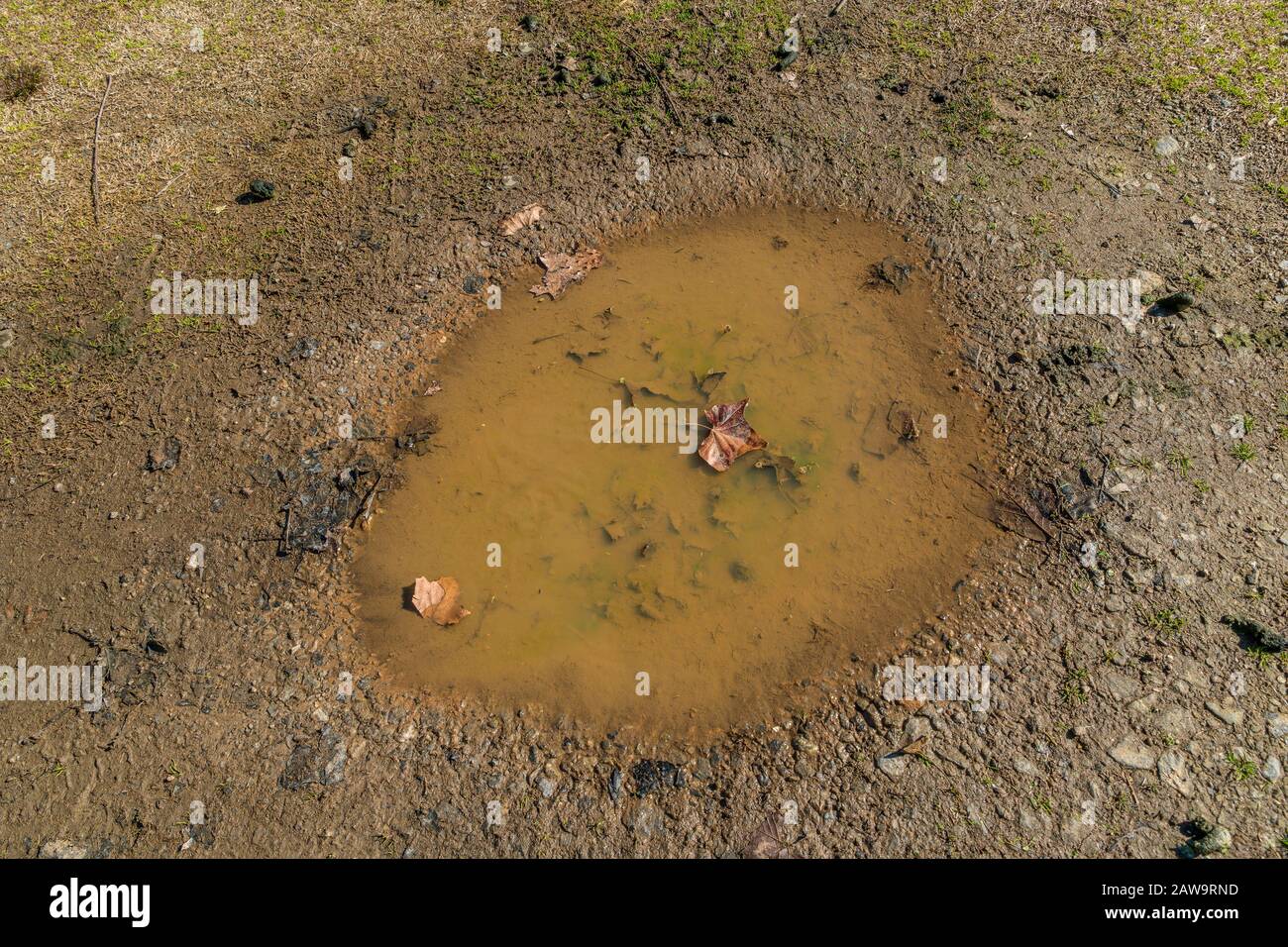 A single leaf floating in a dirty muddy shallow puddle with other ...