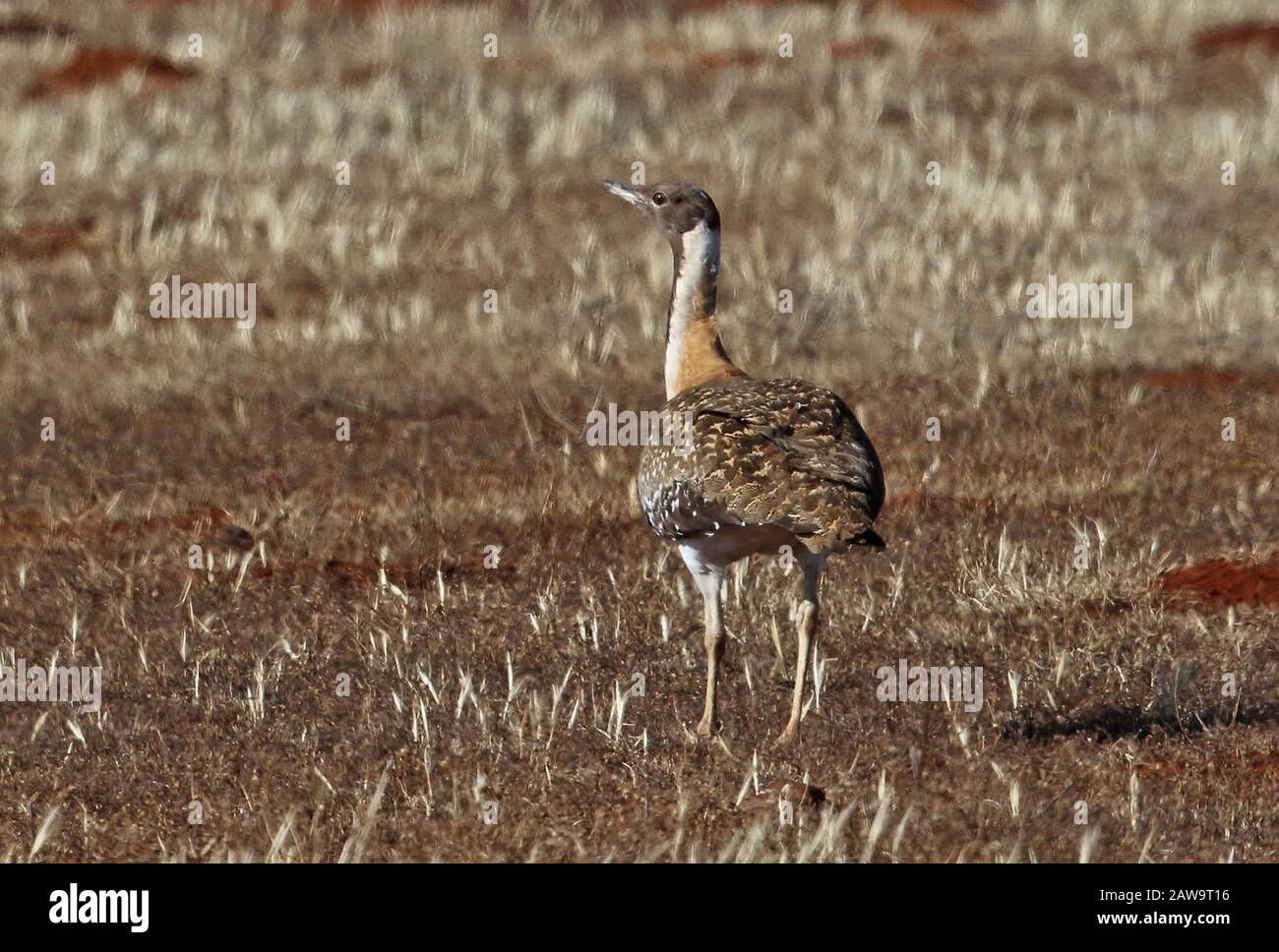 Ludwig's Bustard (Neotis ludwigii) adult male walking on dry grassland ...