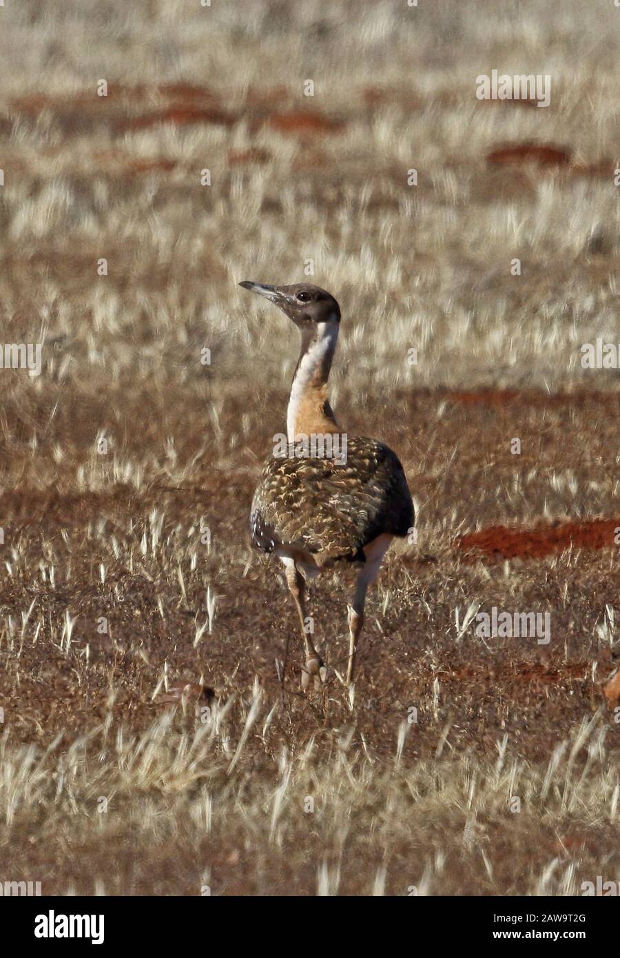 Ludwig's Bustard (Neotis ludwigii) adult male walking on dry grassland ...