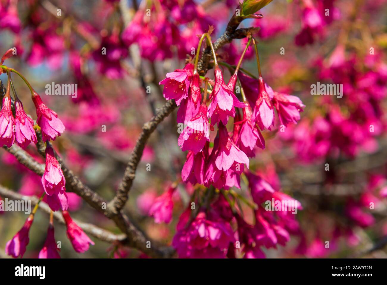 Spring Japanese Bellflower Cherry tree pink blossom Stock Photo - Alamy