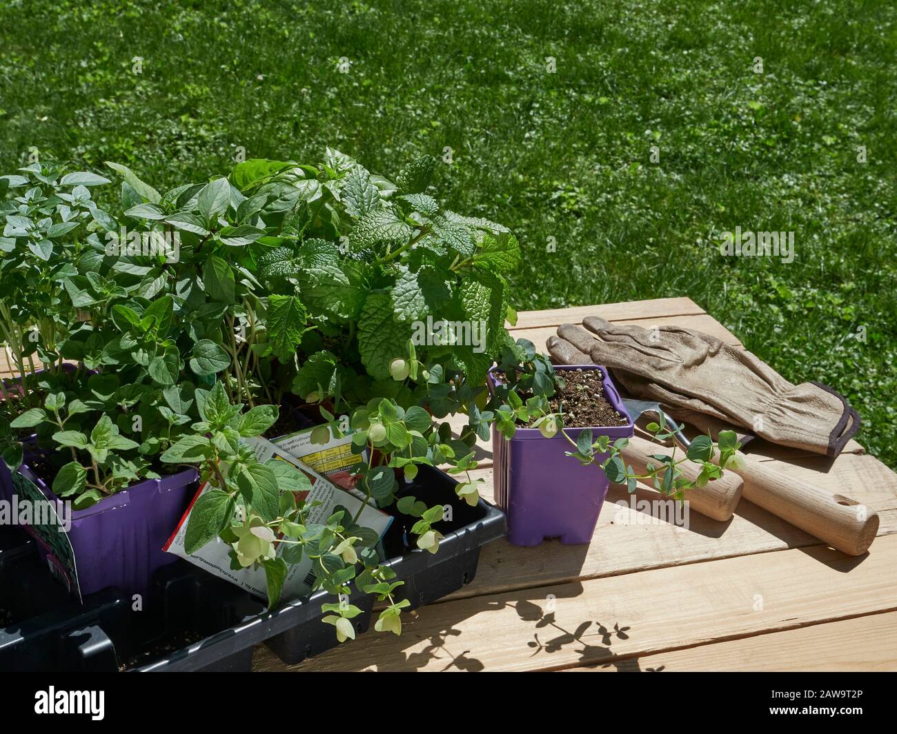 Herb seedlings and seed packets being readied to plant in the garden ...