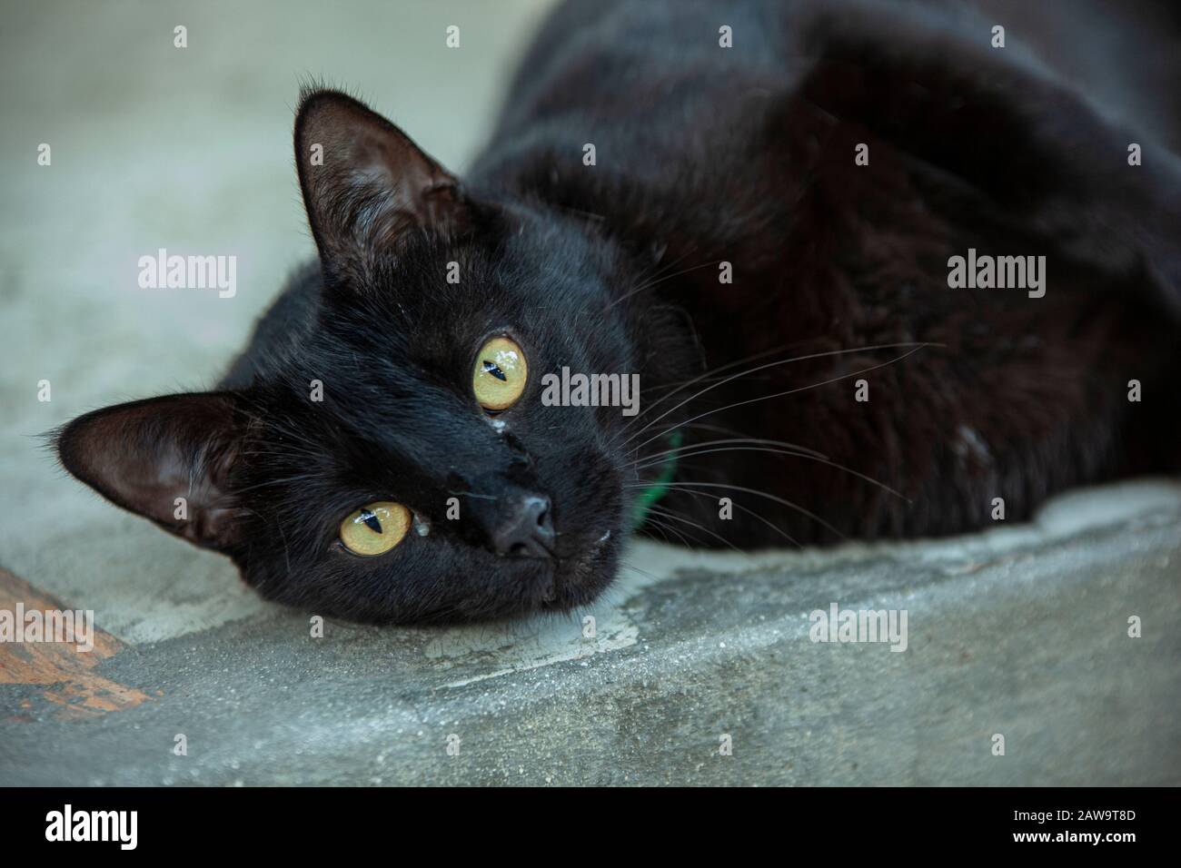 Lying cat resting 3 Stock Photo - Alamy