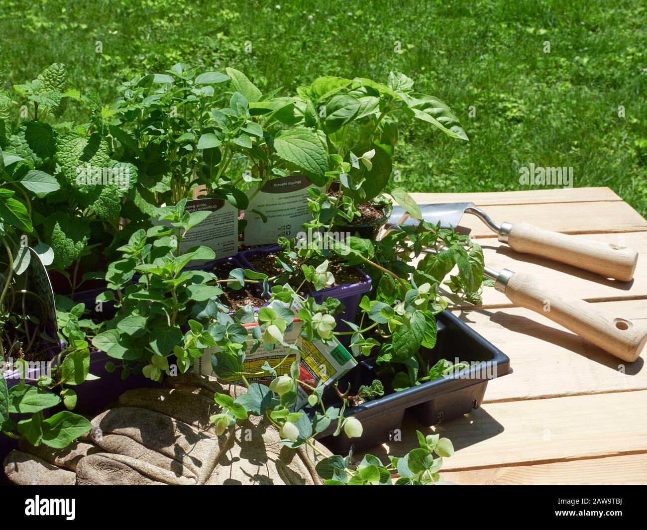 Herb seedlings and seed packets being readied to plant in the garden ...