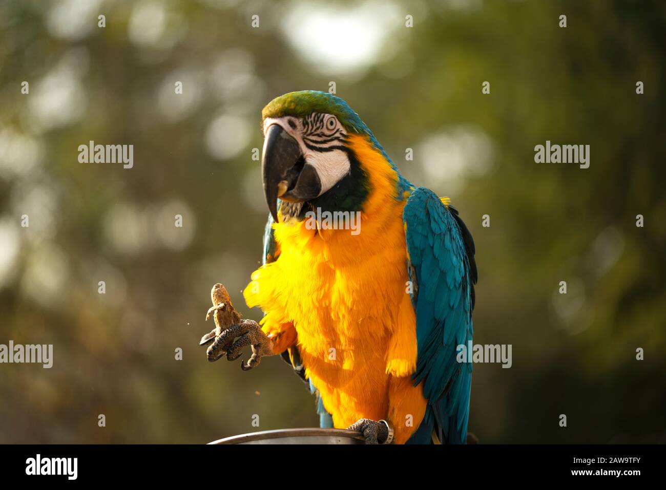 The blue and yellow macaw, Blue and gold macaw eating nuts in the zoo ...