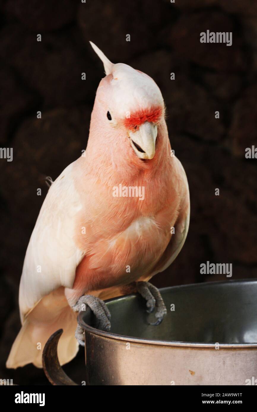 Inka Bird High Resolution Stock Photography and Images - Alamy