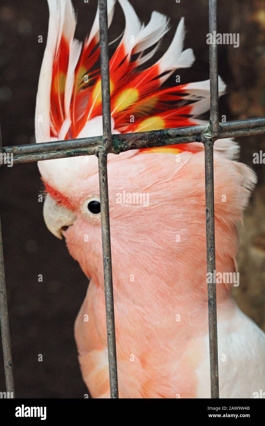 Inka kakadu hi-res stock photography and images - Alamy