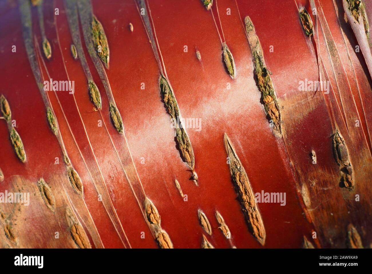 Copper birch tree hi-res stock photography and images - Alamy