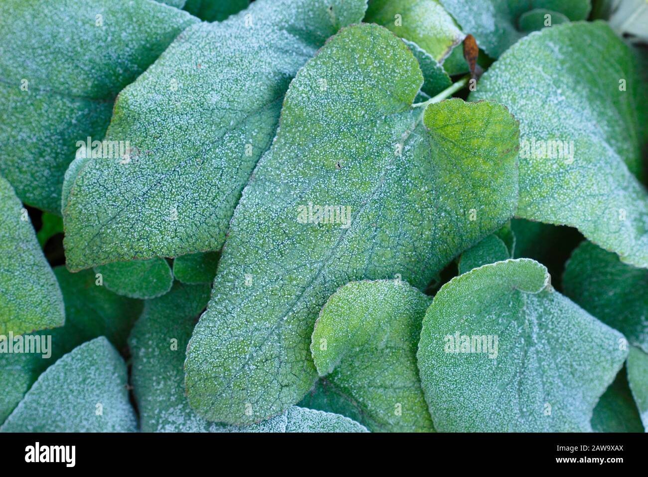 Phlomis russeliana hi-res stock photography and images - Alamy