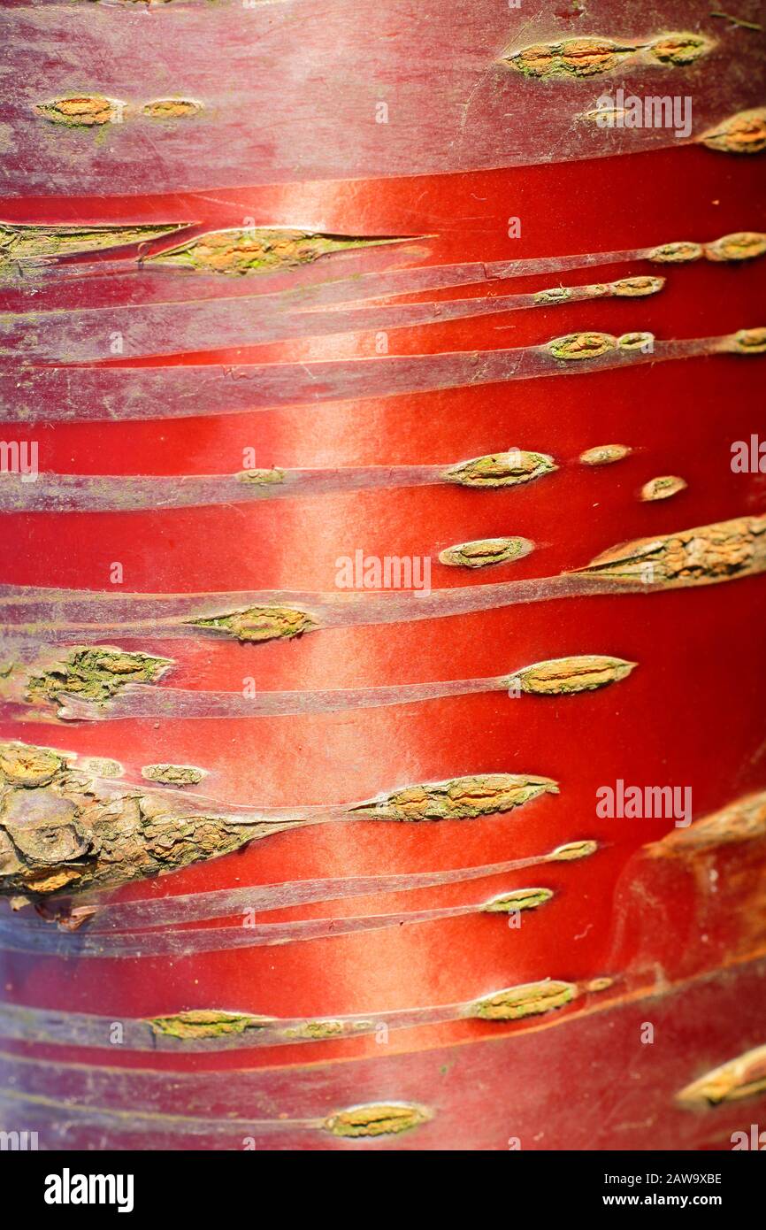 Copper birch tree hi-res stock photography and images - Alamy