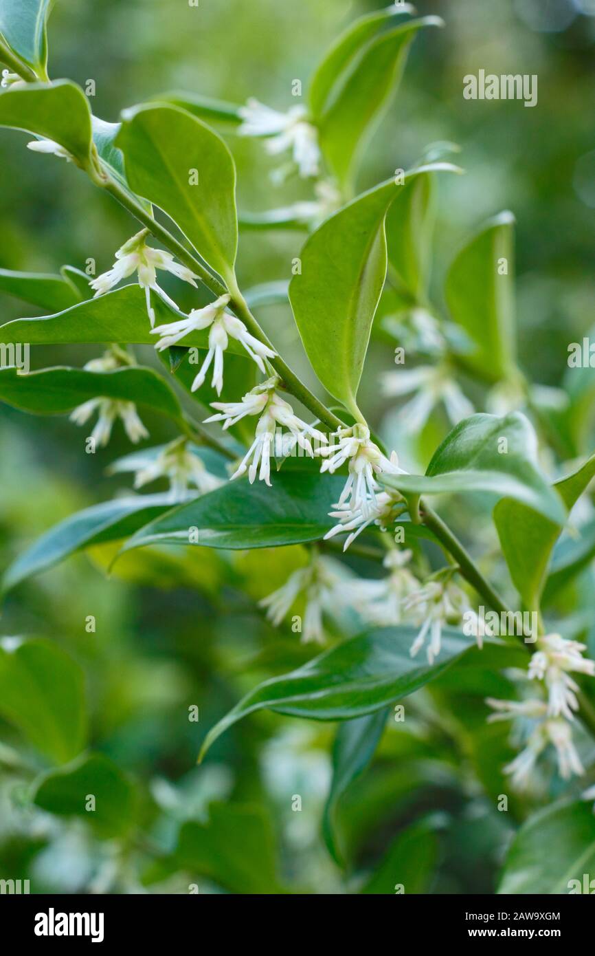 Sarcococca confusa. Highly fragrant flowers of sweet box in winter. UK ...