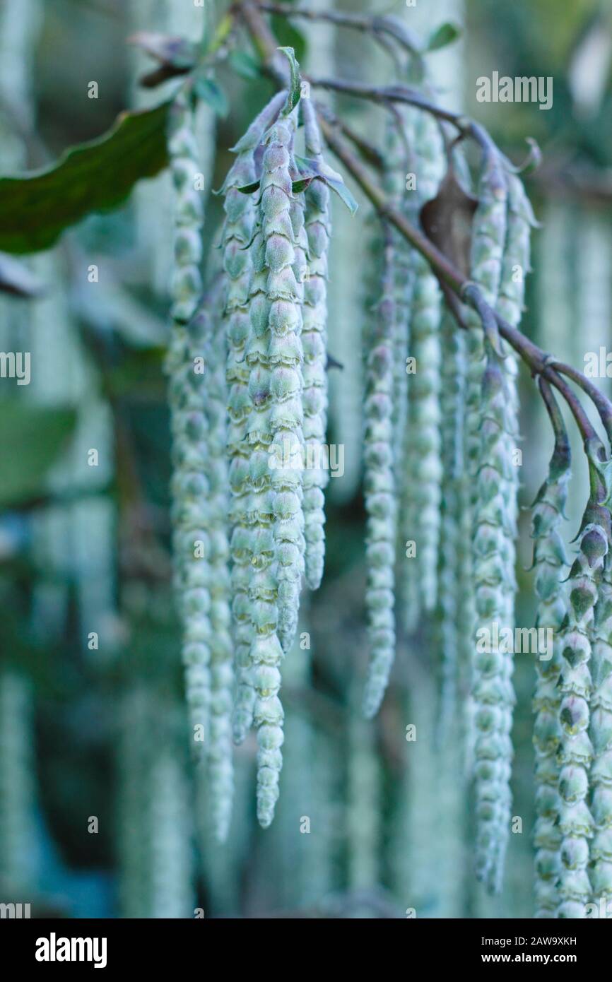 Garrya elliptica ‘james roof hi-res stock photography and images - Alamy