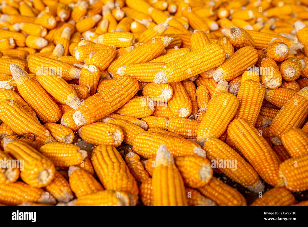 Yellow corn hi-res stock photography and images - Alamy