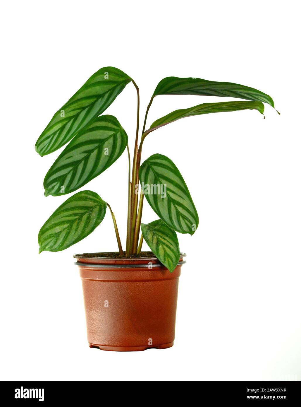 Maranthaceae, Calathea. Calathea zebrina (The zebra plant) - Green leaf ...