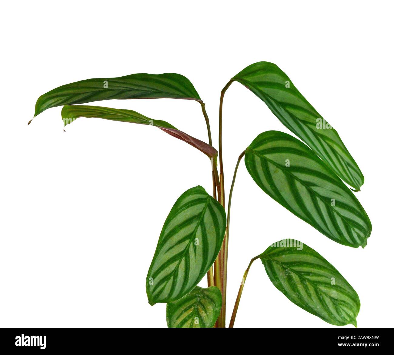 Maranthaceae, Calathea. Calathea zebrina (The zebra plant) - Green leaf ...