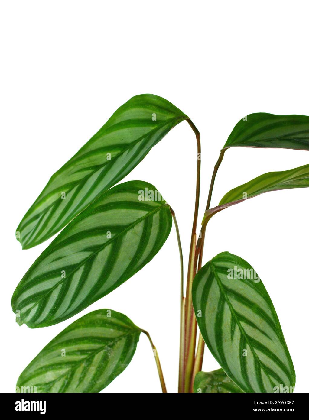 Maranthaceae, Calathea. Calathea zebrina (The zebra plant) - Green leaf ...