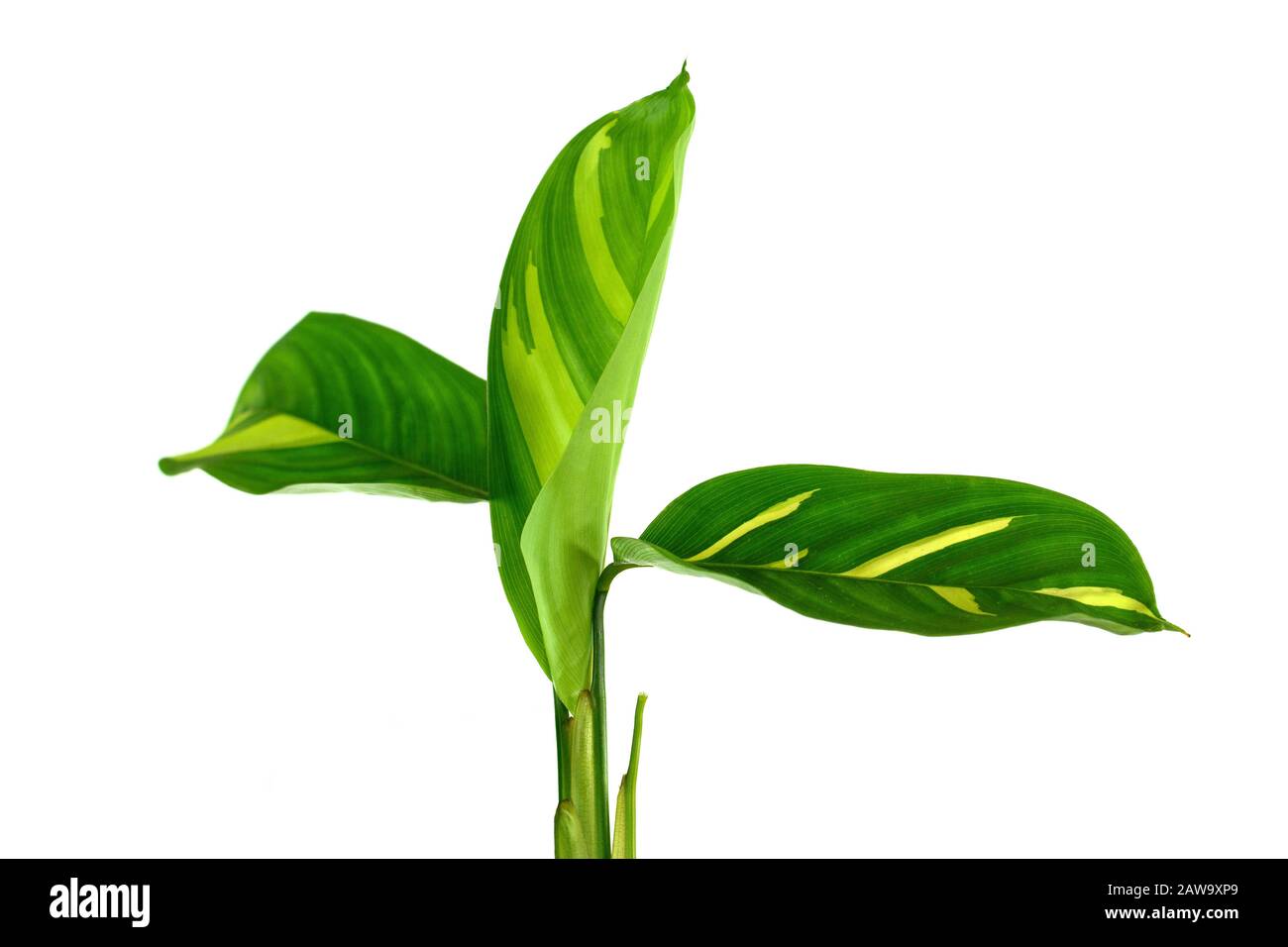 Maranthaceae, Calathea isolated. Calathea zebrina (The zebra plant ...