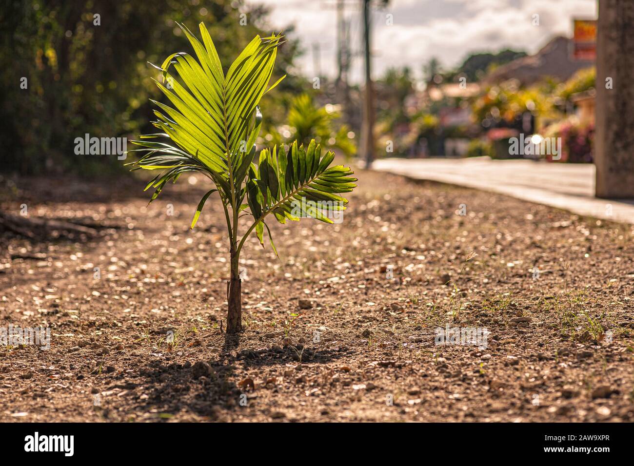 Little palm tree near the street Stock Photo - Alamy