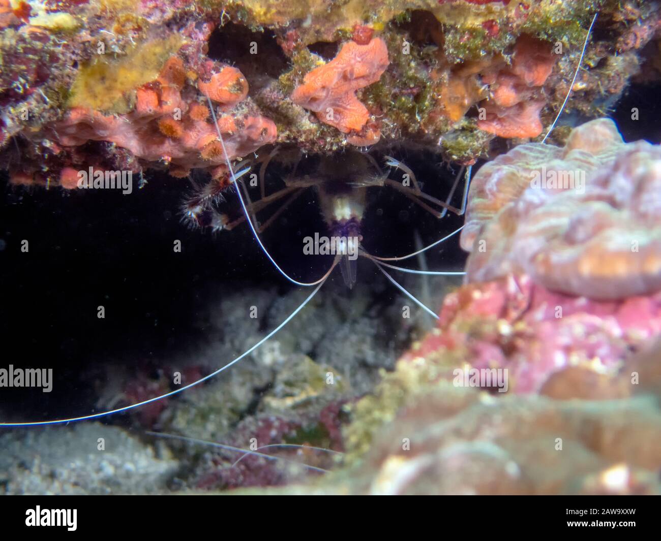 Banded Boxer Shrimp (Stenopus hispidus Stock Photo - Alamy