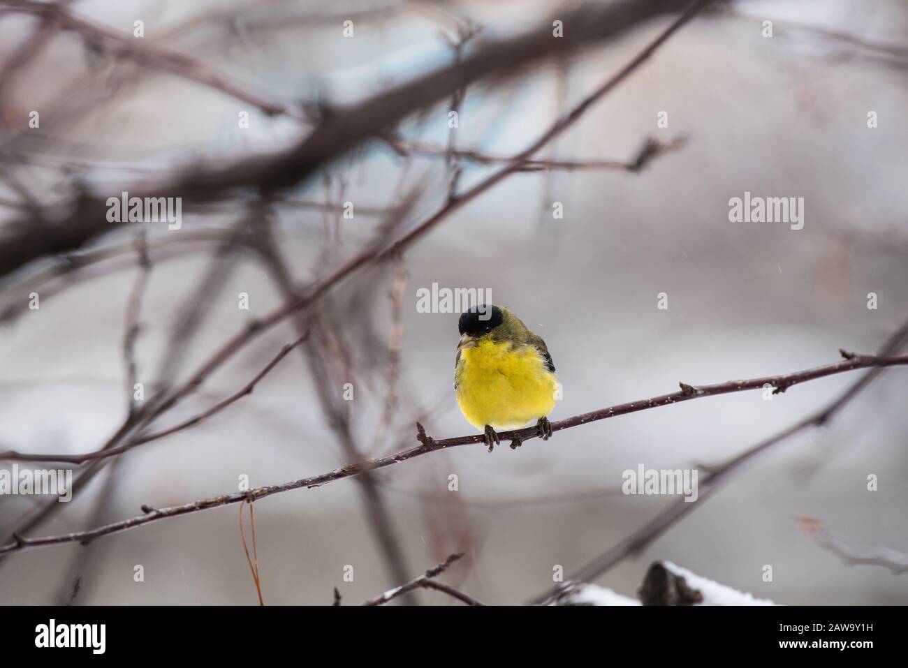Winter gold crab apple hi-res stock photography and images - Alamy