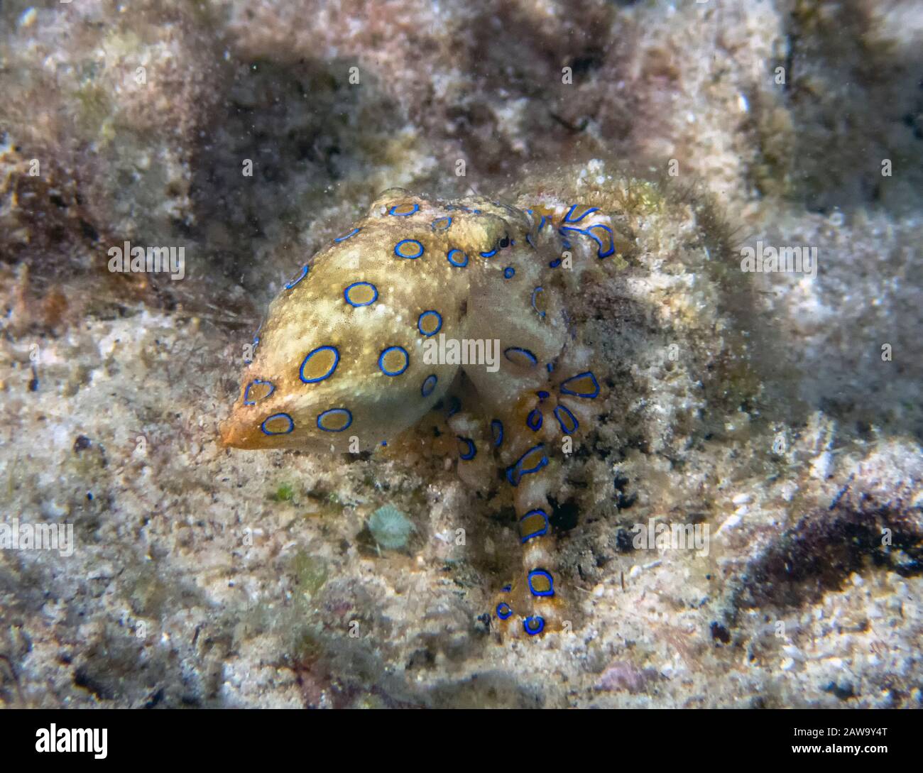Greater Blue-ringed Octopus (Hapalochlaena lunulata Stock Photo - Alamy