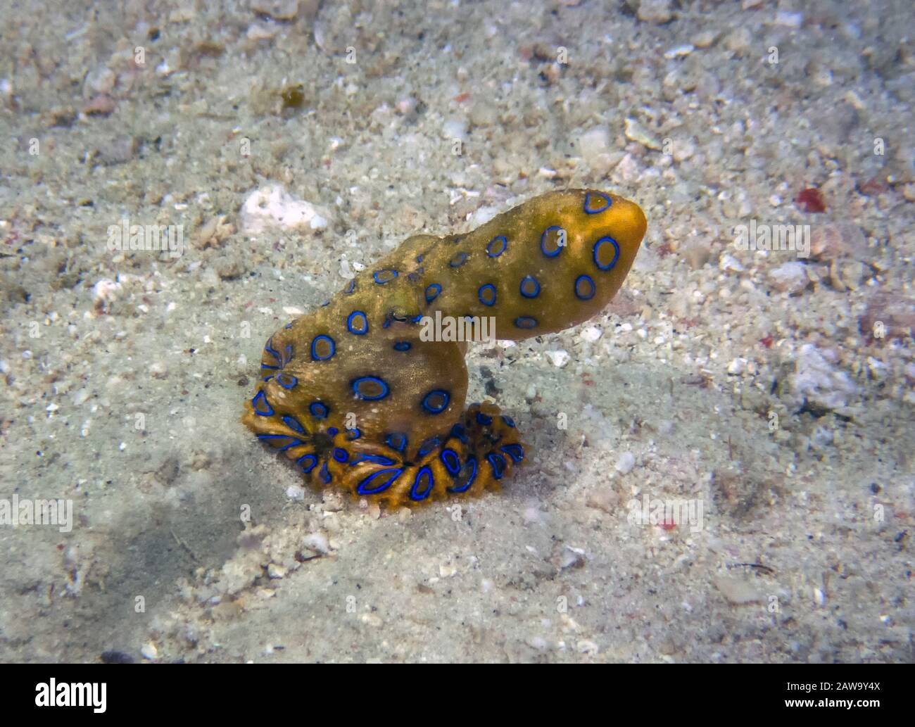 Greater Blue-ringed Octopus (Hapalochlaena lunulata Stock Photo - Alamy
