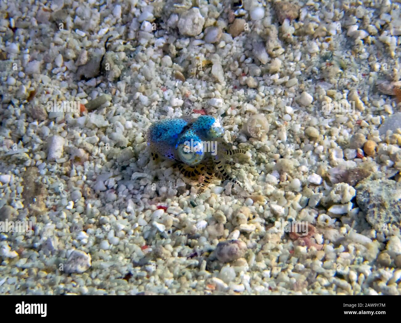A tiny Bobtail Squid (Sepiolida sp.) on the sea floor Stock Photo - Alamy