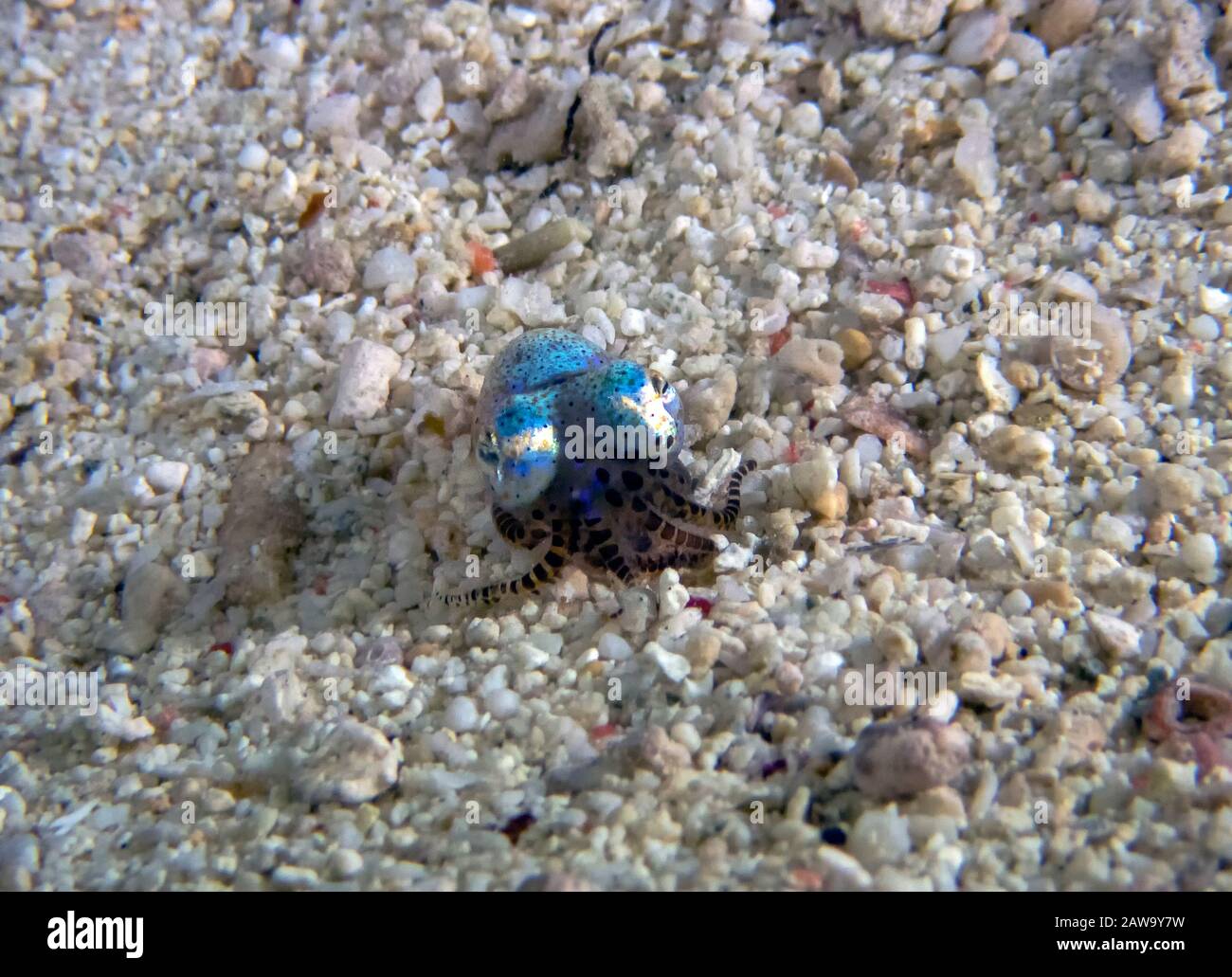 A tiny Bobtail Squid (Sepiolida sp.) on the sea floor Stock Photo - Alamy