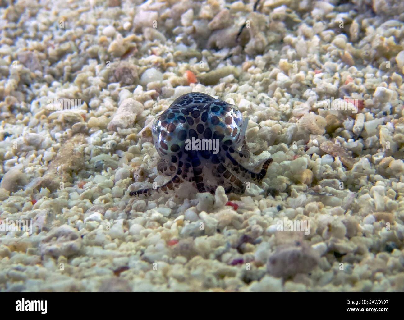 A tiny Bobtail Squid (Sepiolida sp.) on the sea floor Stock Photo - Alamy