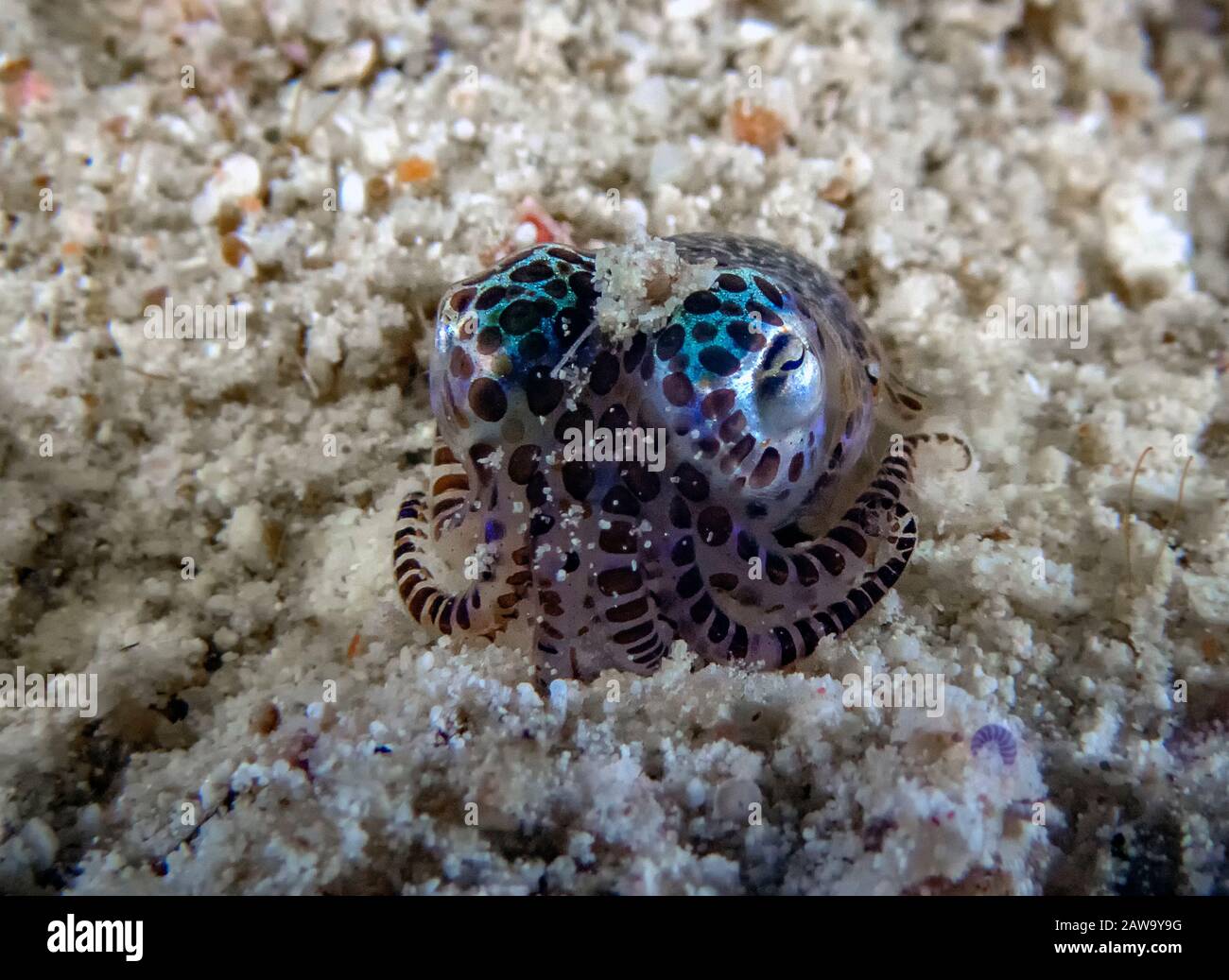 A tiny Bobtail Squid (Sepiolida sp.) on the sea floor Stock Photo - Alamy