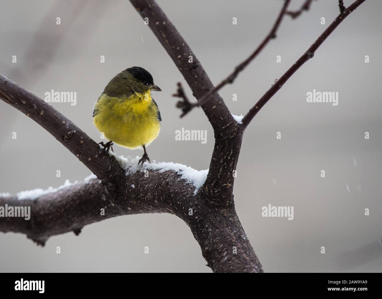 American goldfinch in snow hi-res stock photography and images - Alamy