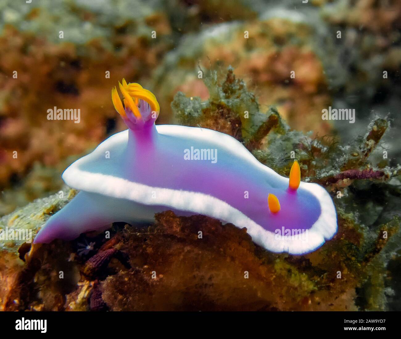 Chromodoris bullocki hi-res stock photography and images - Alamy