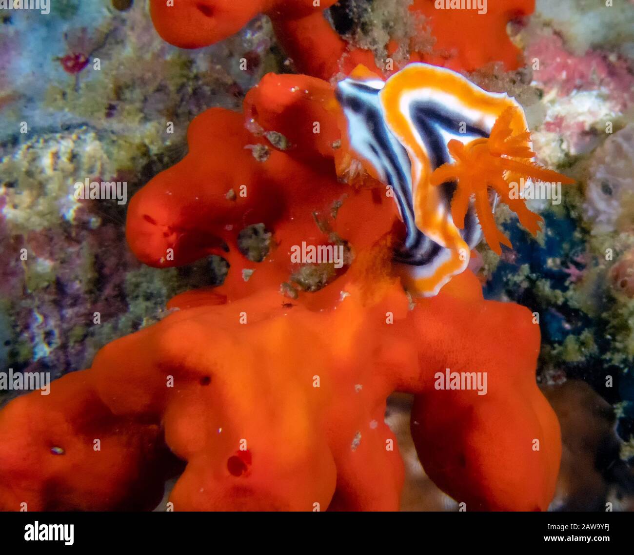 Beautiful shot colorful magnificent hi-res stock photography and images ...