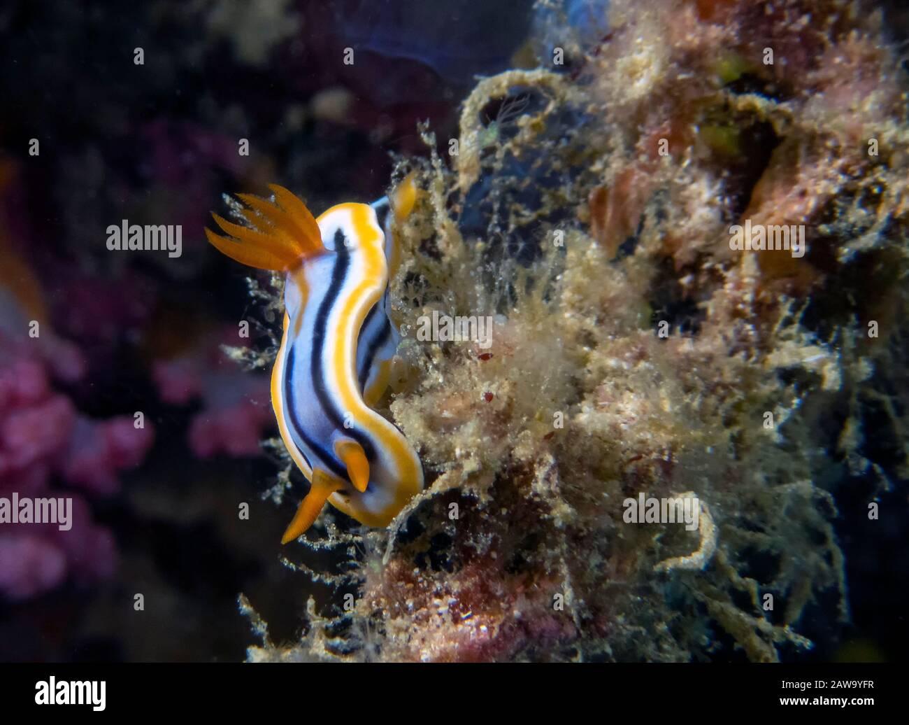 Magnificent aquatic species hi-res stock photography and images - Alamy