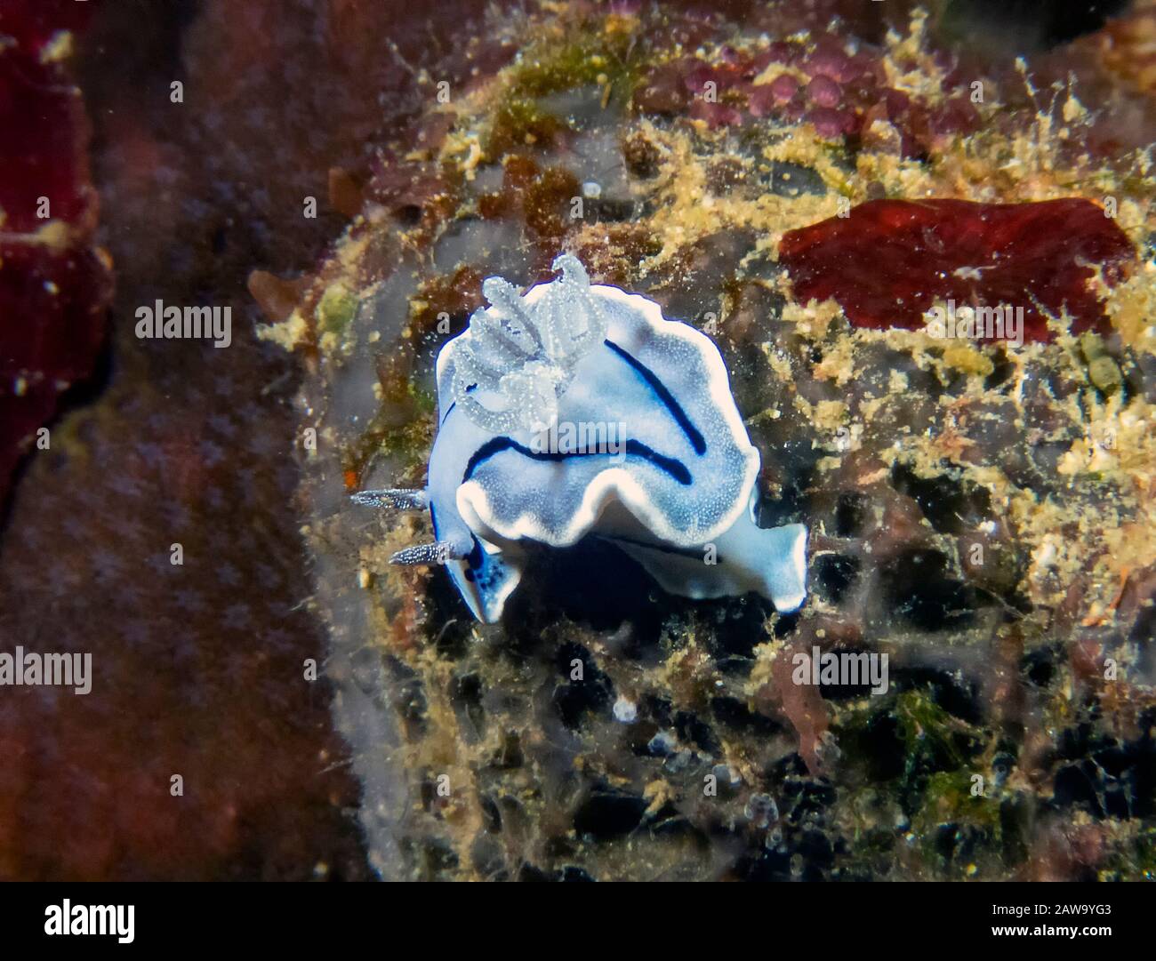 Chromodoris species hi-res stock photography and images - Alamy