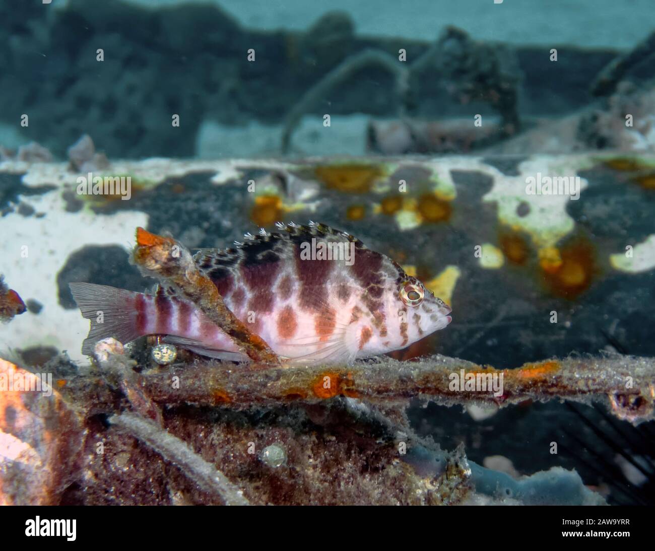 A Coral Hawkfish (Cirrhitichthys oxycephalus Stock Photo - Alamy
