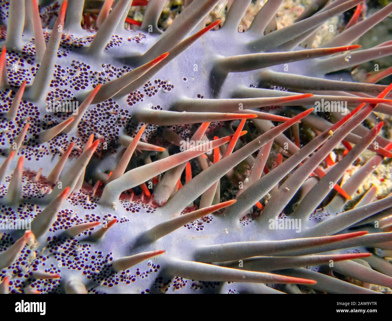Crown of Thorns (Acanthaster planci Stock Photo - Alamy