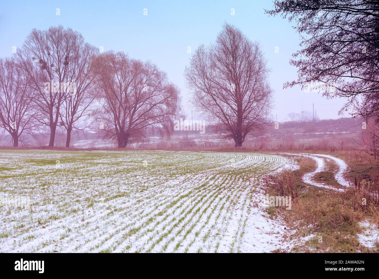 Snowy field and trees hi-res stock photography and images - Alamy