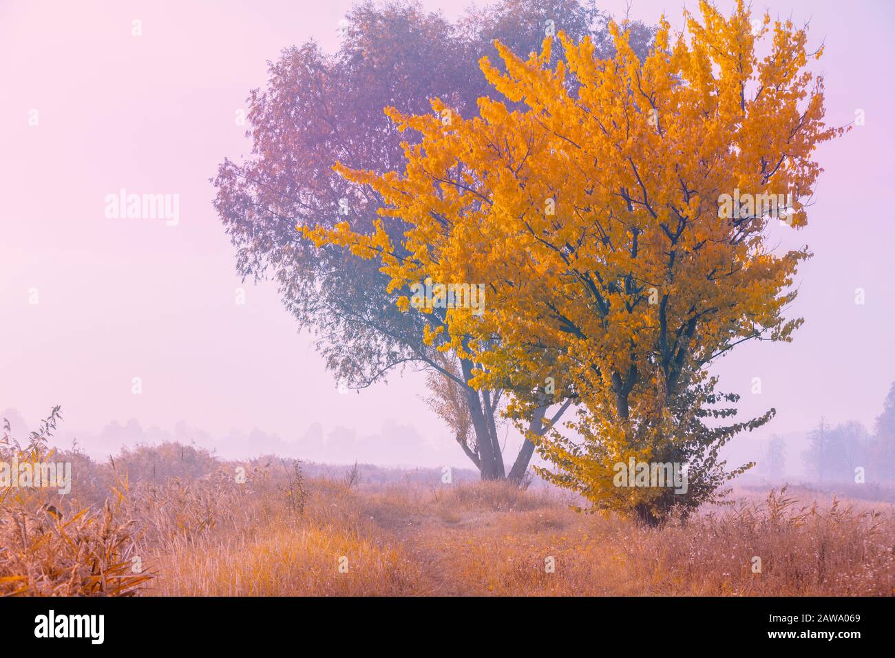 Early misty morning in the countryside. Rural landscape in autumn ...